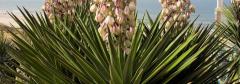 Maladies et parasites du yucca - Promesse de Fleurs
