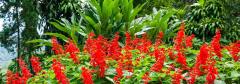 fleurs rouges : 10 vivaces qu'il faut avoir dans son jardin - Notre ...