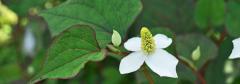 Houttuynia cordata, Poivre de Chine : planter, cultiver