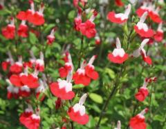 Quand et comment tailler une sauge arbustive - Promesse de Fleurs