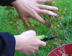 7 bonnes raisons de planter une sauge arbustive - Promesse de Fleurs
