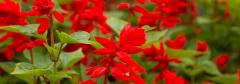 5 sauges rouges à adopter au jardin - Promesse de Fleurs