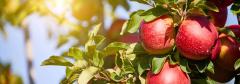 Créer un verger et choisir ses arbres fruitiers