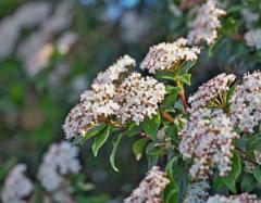 La plantation d'une haie de Laurier Tin (Viburnum tinus) - Blog ...