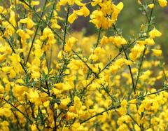 Quels genêts planter pour une haie ? - Promesse de Fleurs