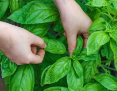 Coriandre : récolte, conservation et utilisation - Promesse de Fleurs