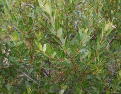 Saules-Salix : les plus belles variétés - Promesse de Fleurs