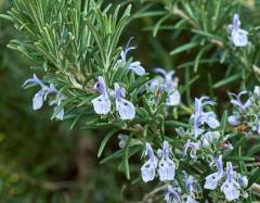 Cultiver un romarin en pot - Blog Promesse de fleurs