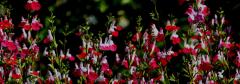 5 sauges rouges à adopter au jardin - Promesse de Fleurs