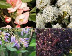 8 arbustes très rustiques et insensibles au gel - Promesse de Fleurs