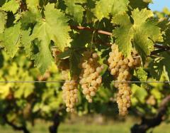 Comment et quand tailler la vigne ? - Promesse de Fleurs