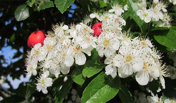 L'Aubépine ou Crataegus: un arbuste rude, charmeur, solide et attachant.