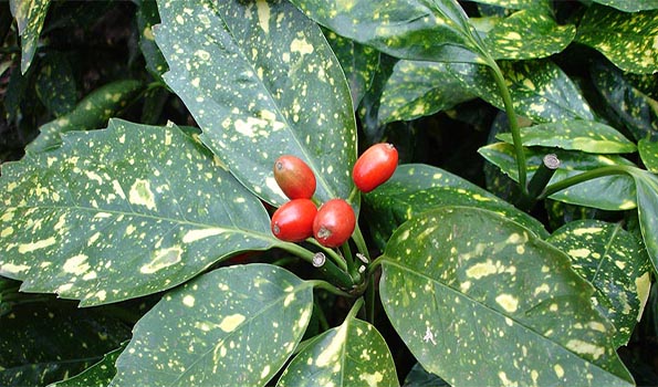 L'Aucuba: cet arbuste persistant rustique, tolérant, très ornemental ...