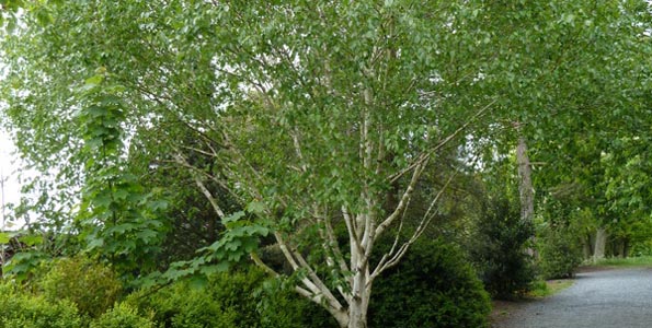 Betula, le bouleau: un très bel arbre d'ornement