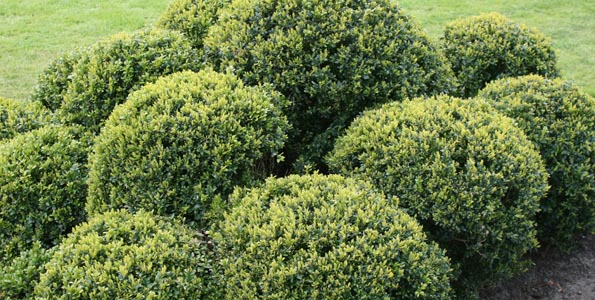 Buis Sempervirens Caractéristiques – IJUJ