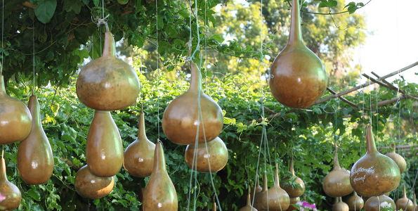 Calebasses - Gourdes - Lagenaria siceraria - Cucurbitacées - Pèlerine ...