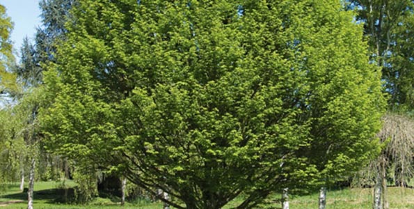 Charme - Carpinus - Un arbre rustique et majestueux