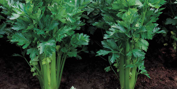 Céleri - Apium graveolens – Ache des marais