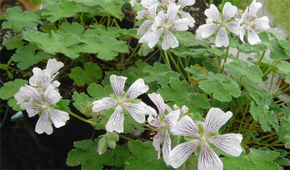 Les Géraniums vivaces persistants