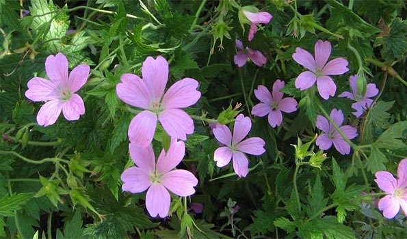 Les Géraniums vivaces roses