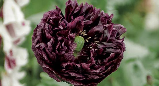 graines de fleurs, graines ornementales, semences florales