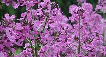 graines de fleurs, graines ornementales, semences florales