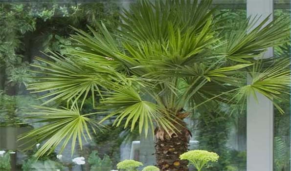 Les grands palmiers: des plantes exotiques exceptionnelles, dépassant ...