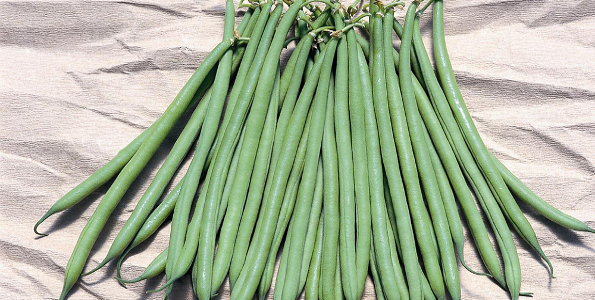 Haricot filet – Phaseolus vulgaris - Haricot Fin de Bagnol - Haricot ...