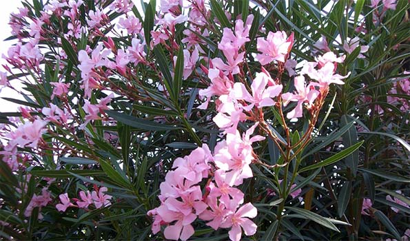 Laurier-rose ou Nerium oleander - Acheter en ligne