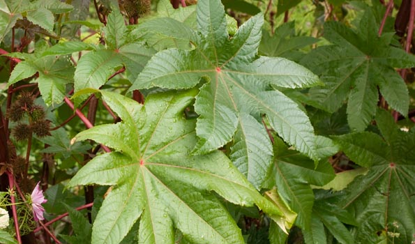 Ricins communs, Ricinus communis, arbustes très original au feuillage palmé