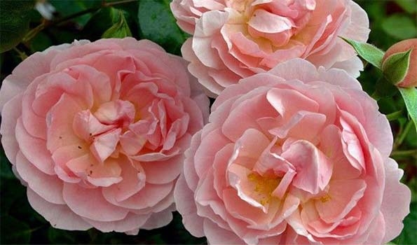 Les Rosiers anglais Anciens: les roses anglaises originelles.