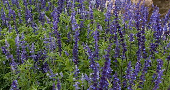 Sauges - Salvia - Plantes de lumière et de sol drainant.