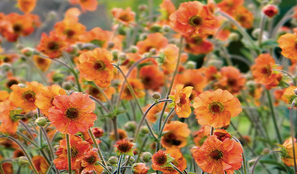 Plantes vivaces à fleurs orange - Un large choix, à commander en ligne