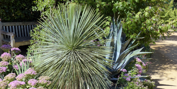 Le Yucca: une silhouette hardie, une floraison spectaculaire et un ...