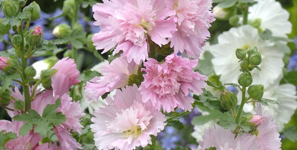 Alceas rosea, Roses Trémières, annuelles ou vivaces hautes en couleurs