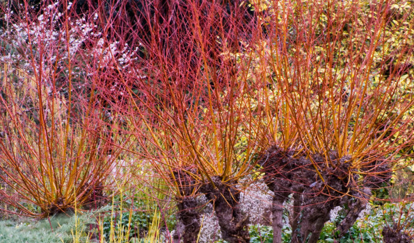 Arbustes à bois décoratif, rameaux colorés, Arbres à écorce remarquable
