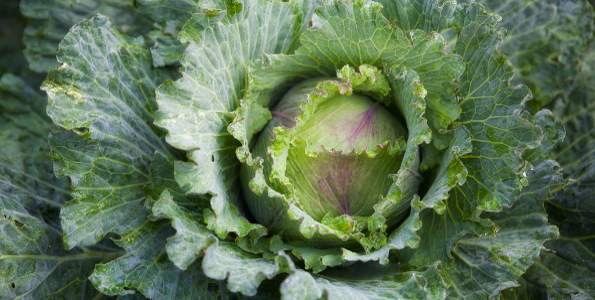 Achat de Graines de choux - 150 variétés disponibles la vente en ligne