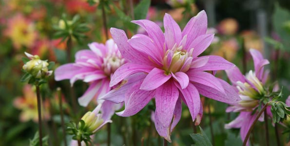 Dahlias Orchidée - Des fleurs aux longs pétales incurvés ou retournés ...