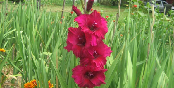 Les glaieuls hybrides, gladiolus callianthus, glaieul de Byzance