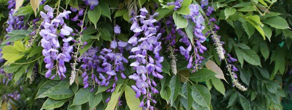 Glycines ou wisteria - variétés du Japon (floribunda) et de Chine ...