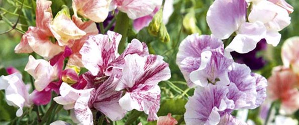 Graines de fleurs par variété - Graines de fleurs - Annuelles