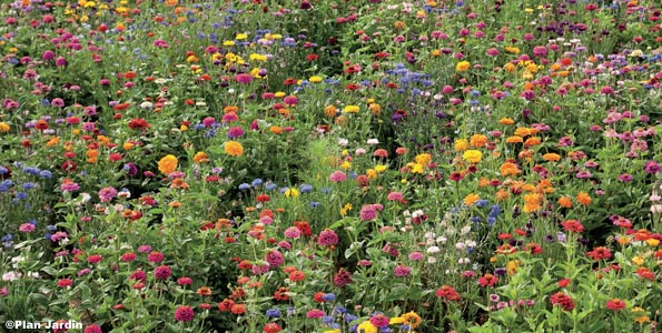 graines de fleurs, graines ornementales, semences florales