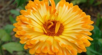 graines de fleurs, graines ornementales, semences florales