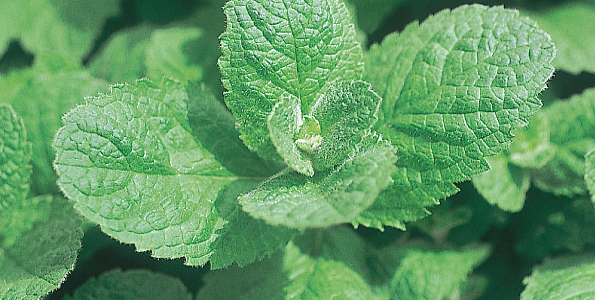 Menthes – Mentha – Lamiacées – Menthe pouliot – Menthe poivrée – Menthe ...
