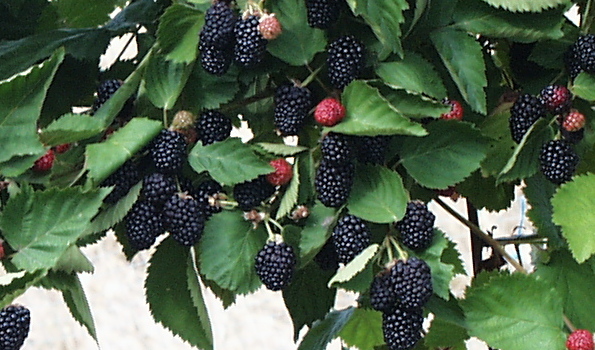 Mûre - Rubus fruticosus - Rosacées - Mûre sans épines - Jumbo ...