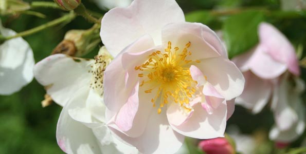Les rosiers à fleurs d'églantines: des fleurs simples au charme sauvage.