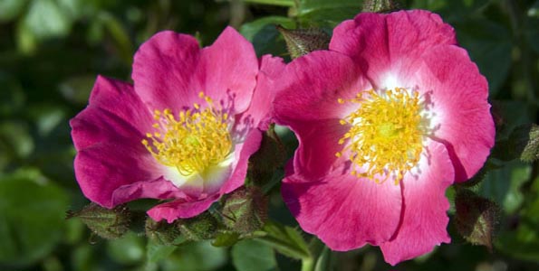 Rosiers liane ou rosiers grimpants sarmenteux.