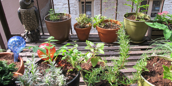 Potager sur terrasses ou balcon - Légumes adaptés