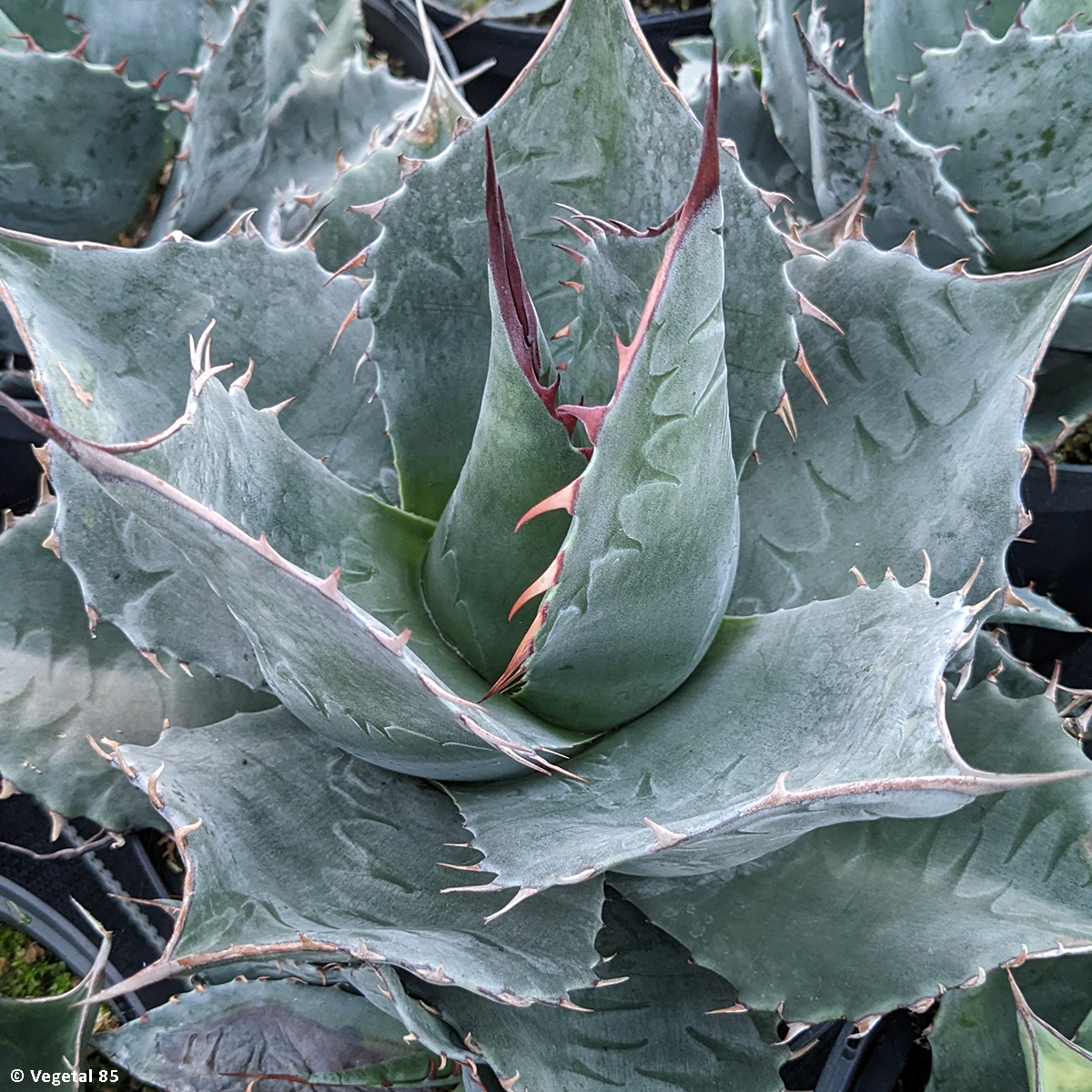 Agave Parrasana
