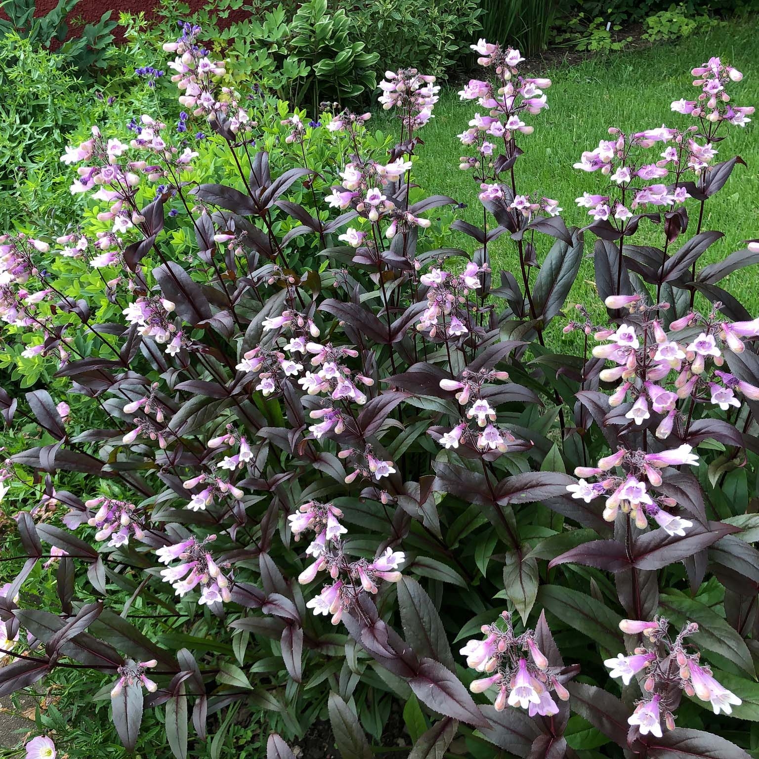 Penstemon Digitalis Dark Towers